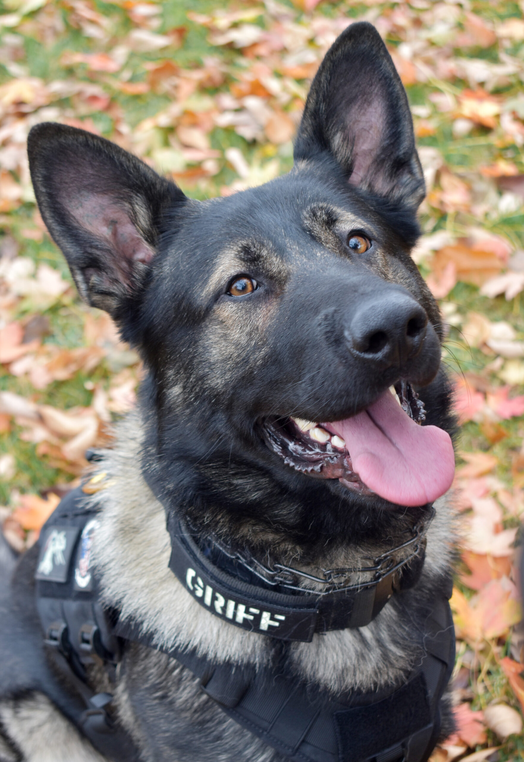 Good boy, Griff: HPD welcomes new dog - City of Hilliard